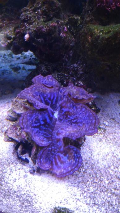 Prodajem ribe za morski akvarij