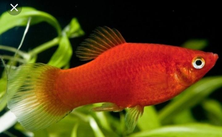 Prodajem ribice za akvarij