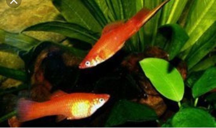 Prodajem ribice za akvarij