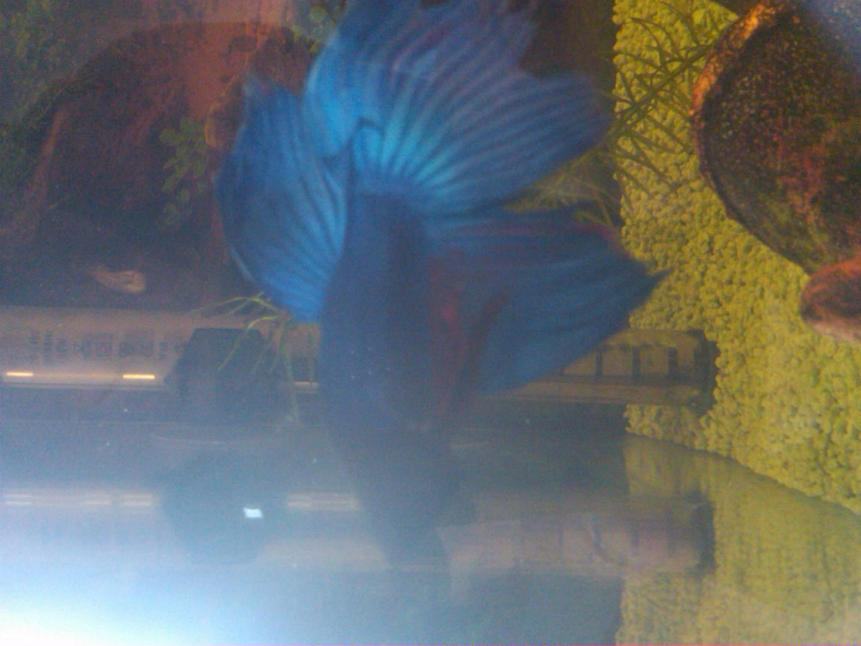 PRODAJEM RIBU BETTA (BORAC)