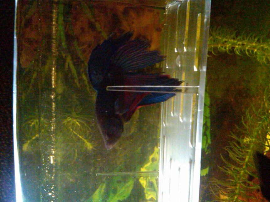 PRODAJEM RIBU BETTA (BORAC)