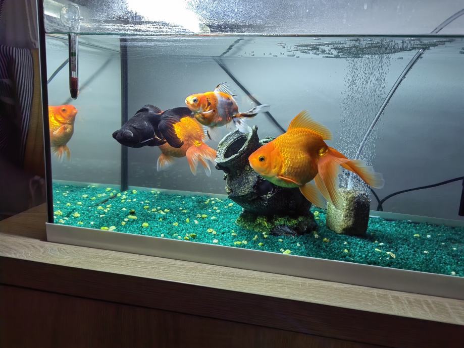 prodajem zlatne ribice