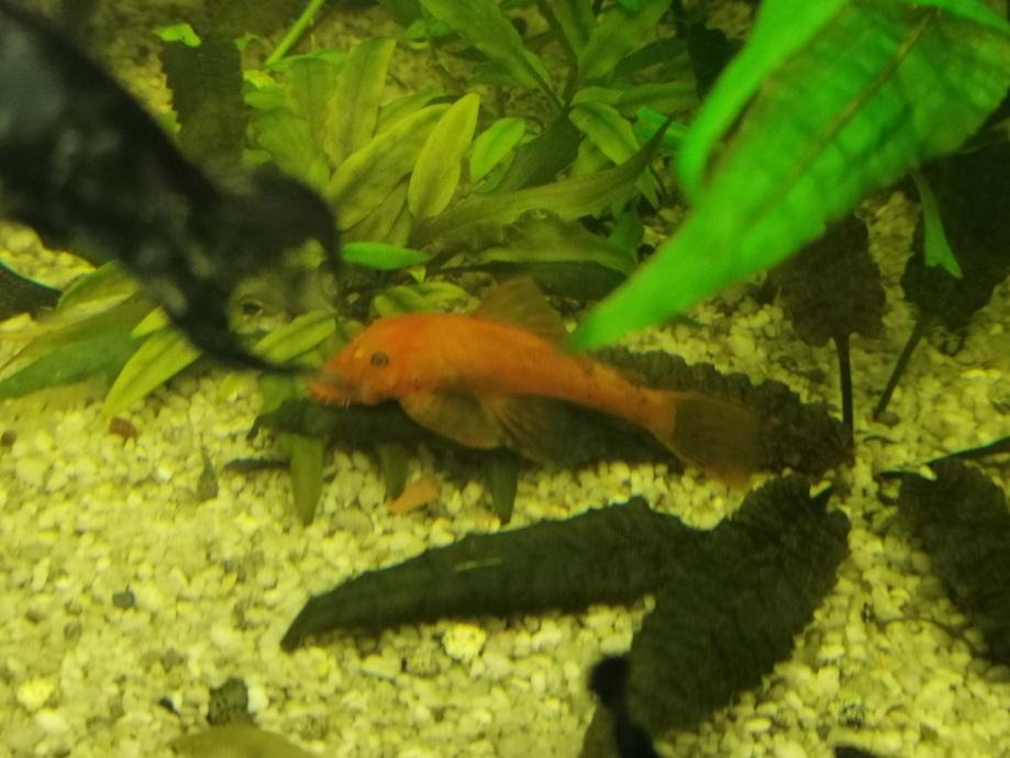 Red Ancistrus