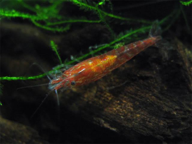 Red Cherry akvarijske kozice