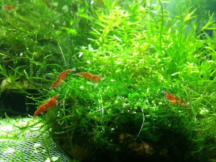 Red Cherry akvarijske kozice