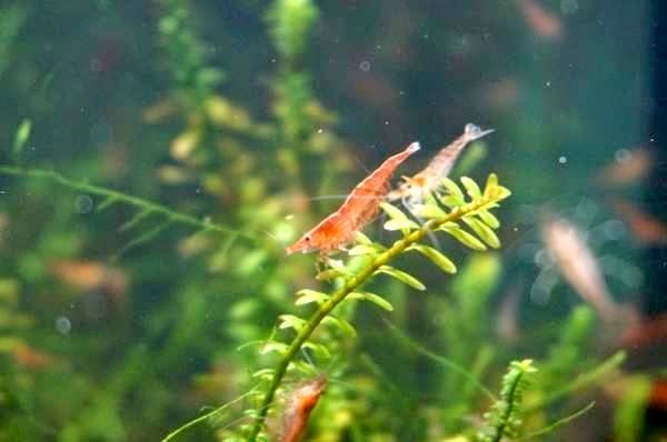 Red cherry sakura kozice - Zgb. Dubrava