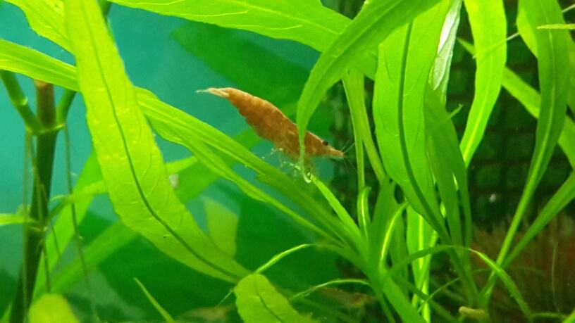 Red Cherry Shrimp (kozice)