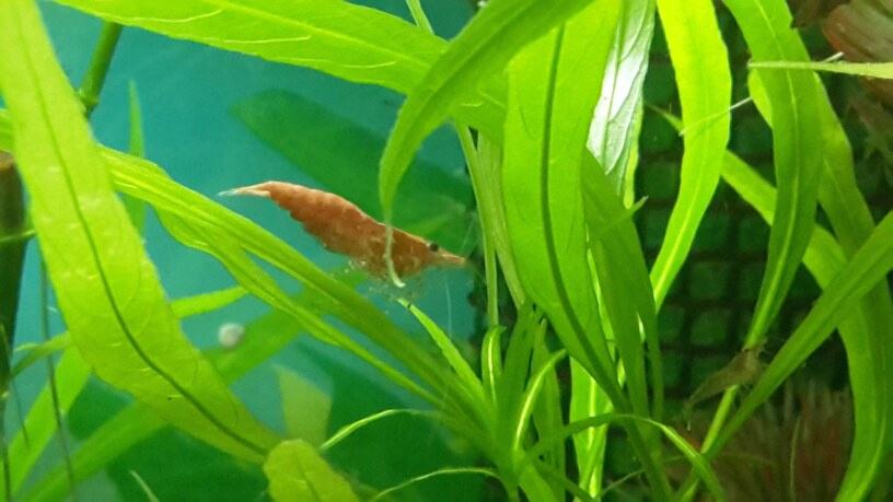 Red Cherry Shrimp (kozice)