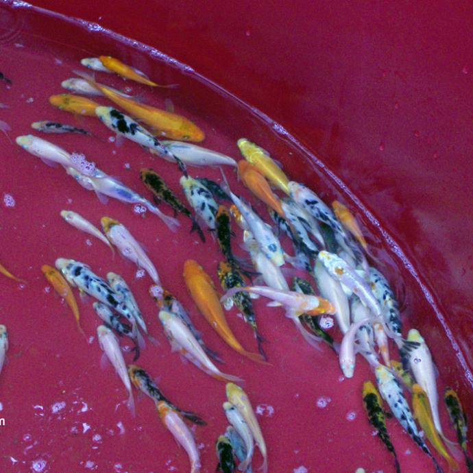 Ukrasne ribe KOI šarani, za vrtne ribnjake, jezera i akvarije