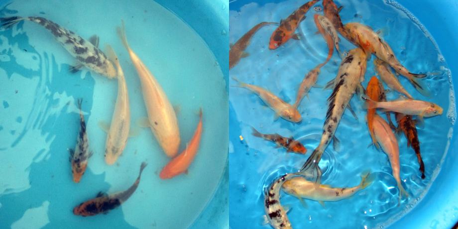 Ukrasne ribe KOI šarani, za vrtne ribnjake, jezera i akvarije