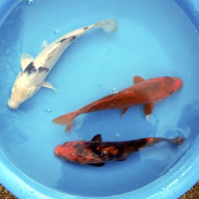 Ukrasne ribe KOI šarani, za vrtne ribnjake, jezera i akvarije