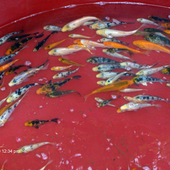 Ukrasne ribe KOI šarani, za vrtne ribnjake, jezera i akvarije