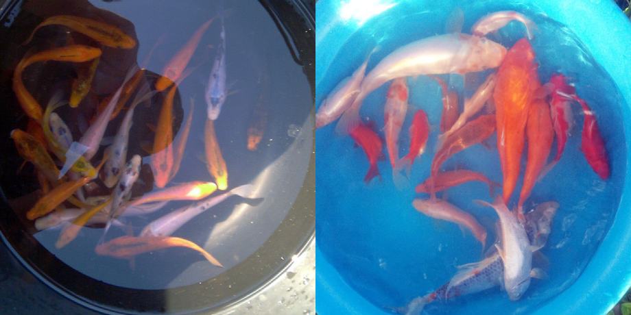 Ukrasne ribe KOI šarani, za vrtne ribnjake, jezera i akvarije