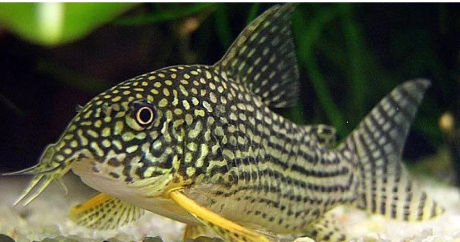 Ribice iz domaćeg uzgoja. Uzgajivacnica Odin.