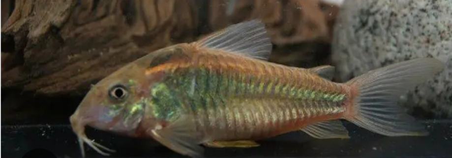 Ribice iz domaćeg uzgoja. Uzgajivacnica Odin.