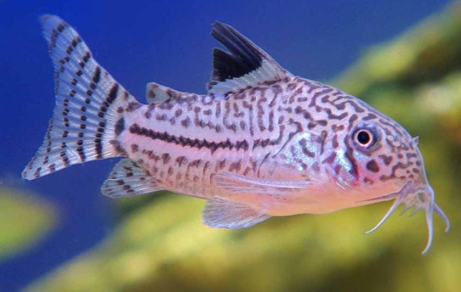 Ribice iz domaćeg uzgoja. Uzgajivacnica Odin.