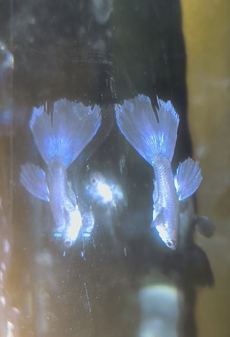 Ribice iz domaćeg uzgoja. Uzgajivacnica Odin.