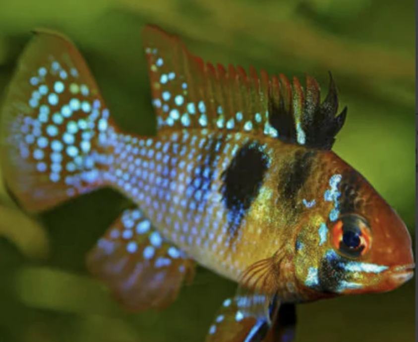 Ribice iz domaceg uzgoja. Uzgajivacnica Odin