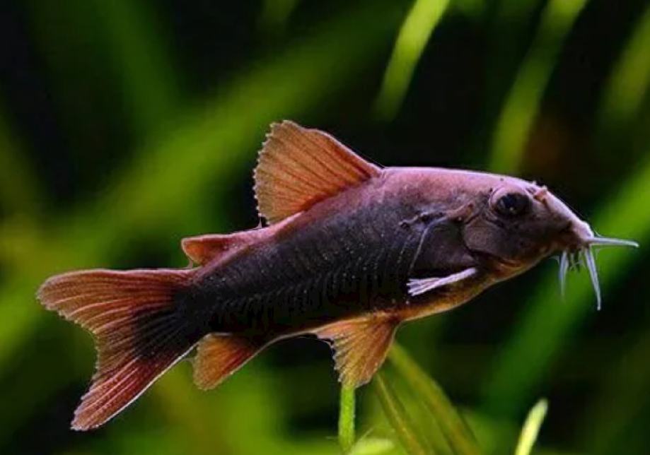 Ribice iz domaceg uzgoja. Uzgajivacnica Odin