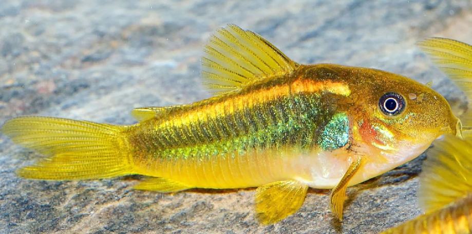 Ribice iz domaceg uzgoja. Uzgajivacnica Odin