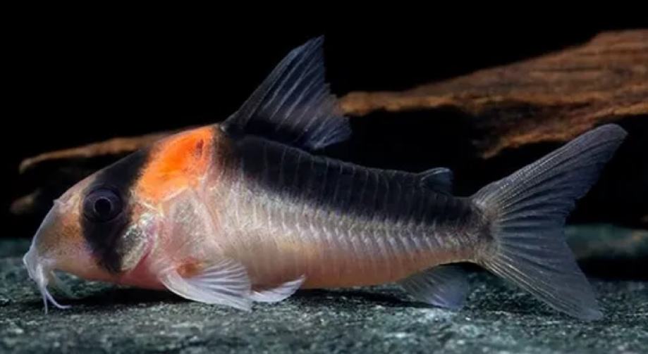 Ribice iz domaceg uzgoja. Uzgajivacnica Odin