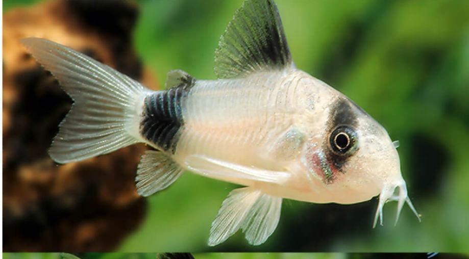 Ribice iz domaceg uzgoja. Uzgajivacnica Odin