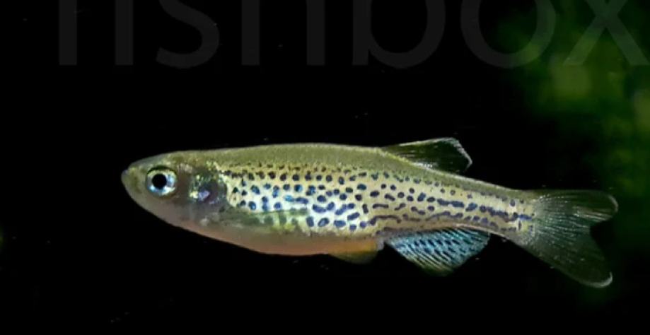 Ribice iz domaceg uzgoja. Uzgajivacnica Odin