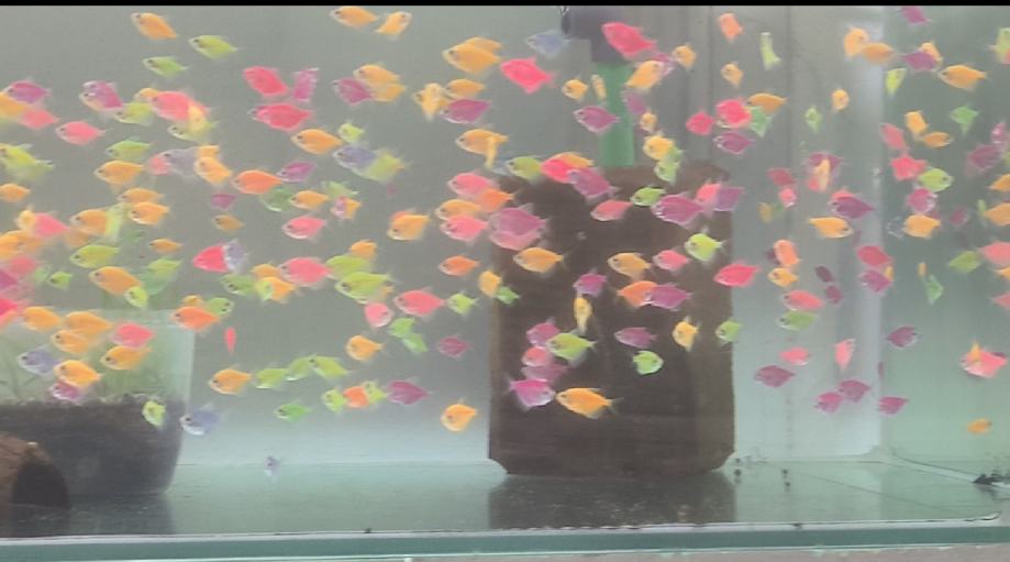 Ribice iz domaceg uzgoja. Uzgajivacnica Odin