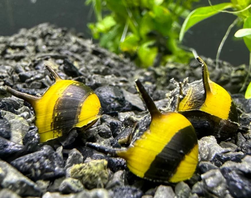 Ribice iz domaceg uzgoja. Uzgajivacnica Odin