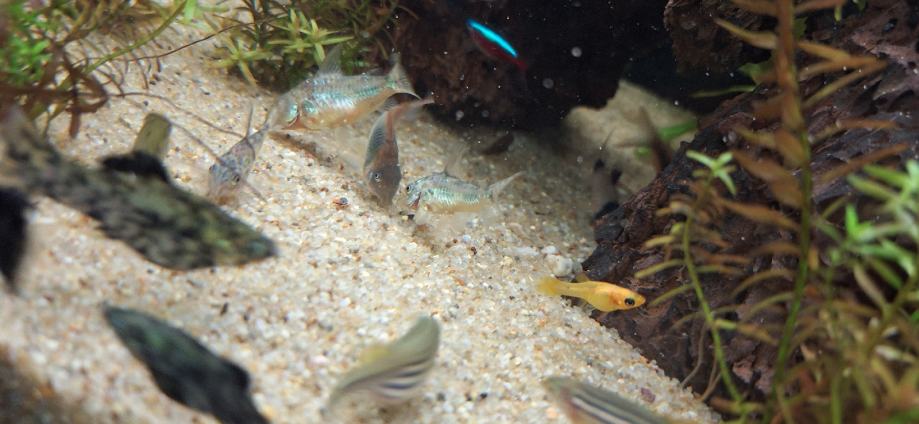 Ribice, guppy, cory, neonke, endleri, zebrice, molly