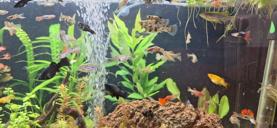 Ribice, guppy, cory, neonke, endleri, zebrice, molly