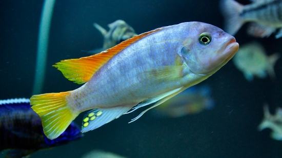 ribice Metriaclima zebra greshakei Makokola Reef