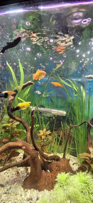 Ribice, molly, svert, guppy...