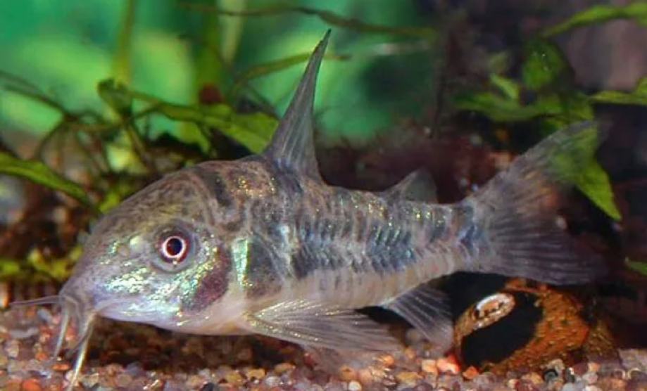 Ribice iz privatnog uzgoja.