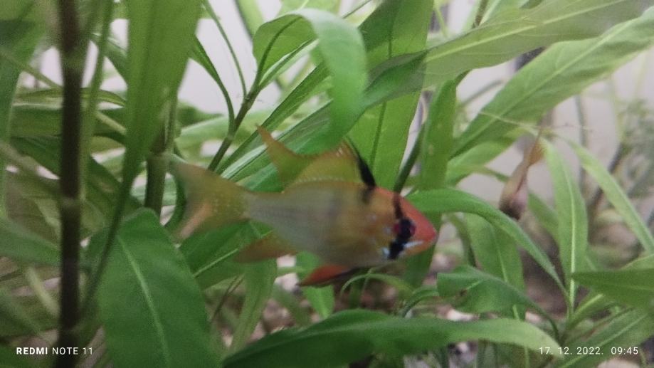 ribice ramirez german slajeri,obicni plavi