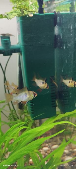 ribice ramirez german slajeri,obicni plavi