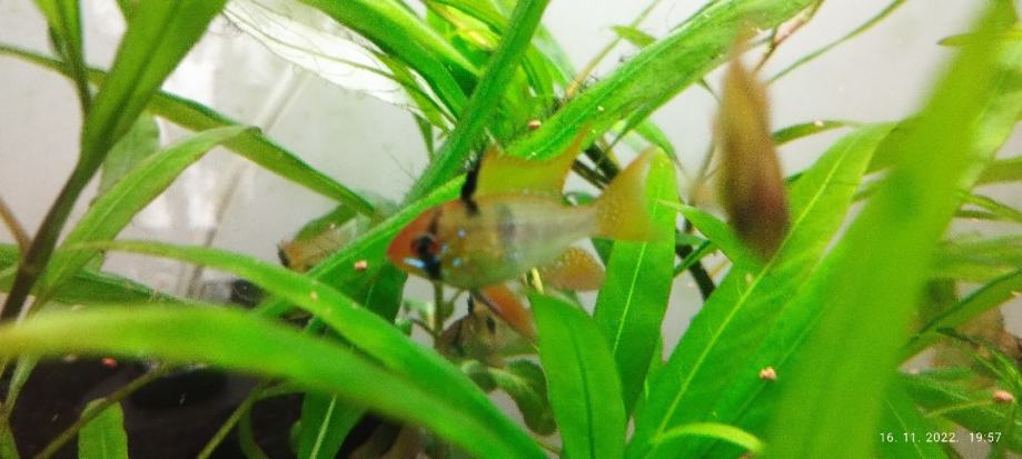 ribice ramirez german slajeri,obicni plavi