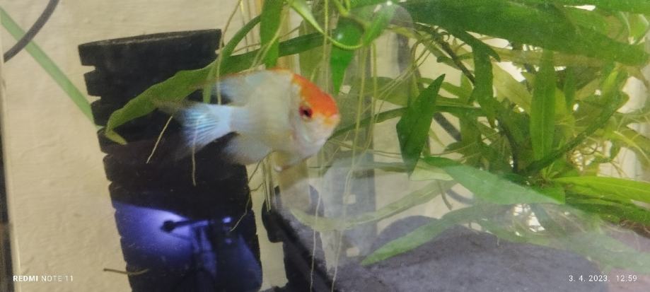 ribice ramirez german slajeri,obicni plavi