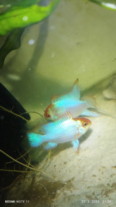 ribice ramirez german slajeri,obicni plavi