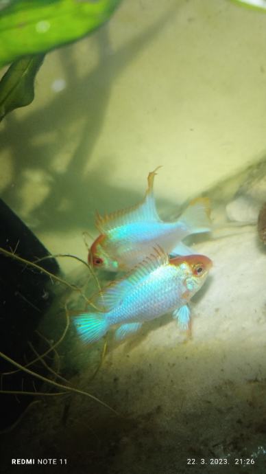 ribice ramirez german slajeri,obicni plavi