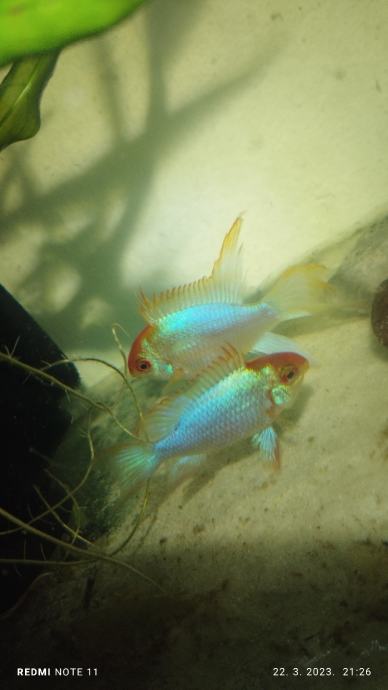 ribice ramirez german slajeri,obicni plavi