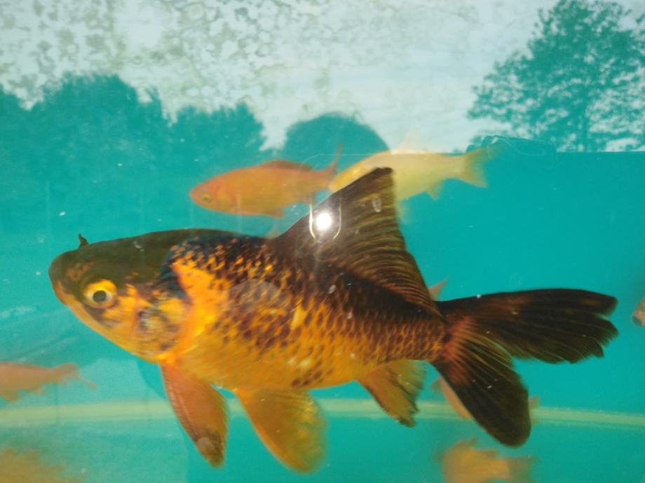 Koi šaran i zlatni karas