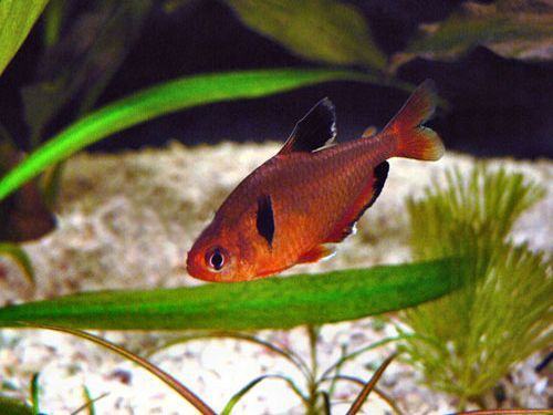 Serpa Tetra