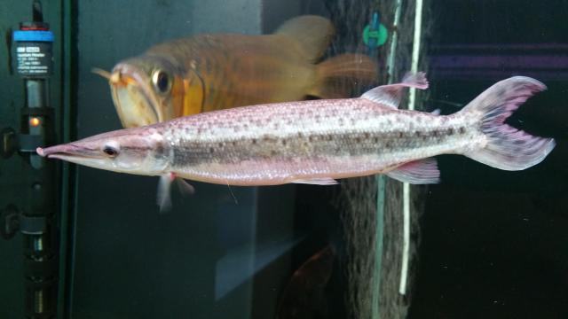 Silver gar
