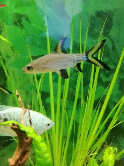 SILVER SHARK VELIKE RIBE