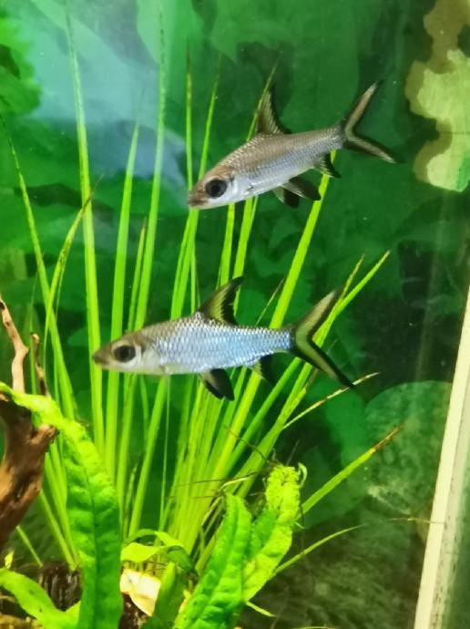 SILVER SHARK VELIKE RIBE