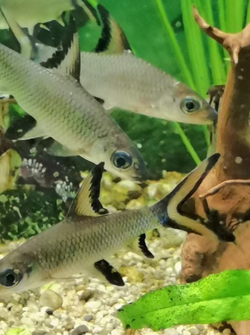 SILVER SHARK VELIKE RIBE