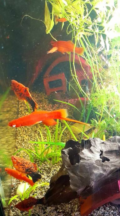 Švert ribice male i velike