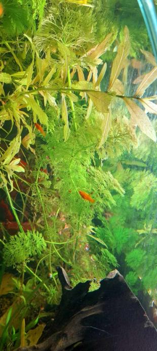 Švert ribice male i velike