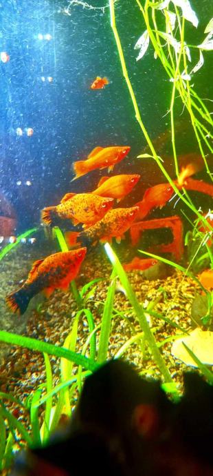 Švert ribice male i velike